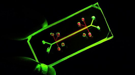 The Future of Medicine: The “Human Body-on-a-Chip” – Stories by Williams